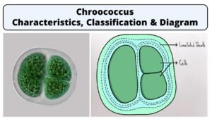 Chroococcus: Characteristics, Classification and Diagram - Rajus biology