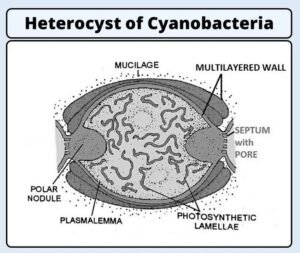 Cyanobacteria Diagrams, Structure and Examples | Free Biology Notes ...