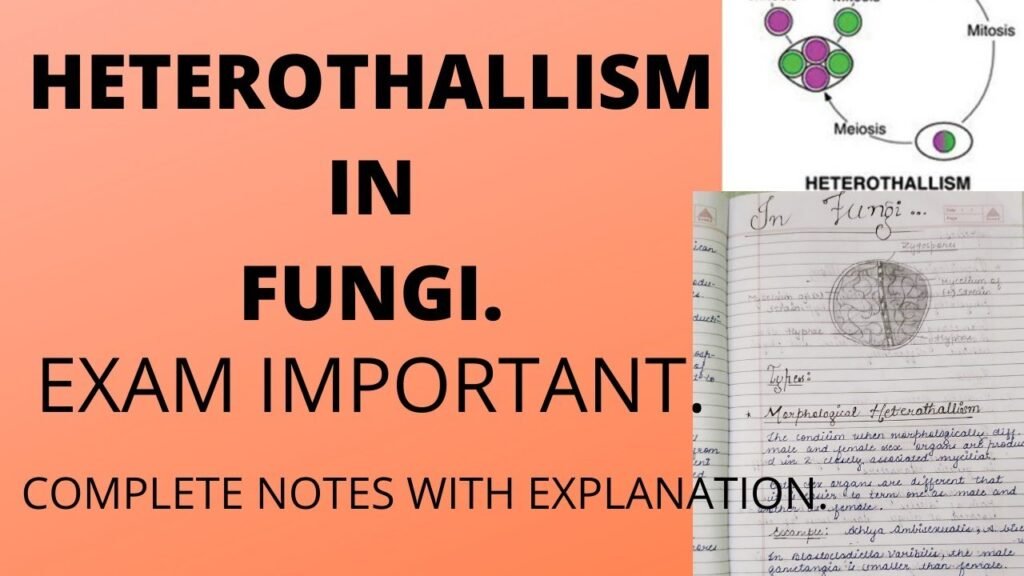 Heterothallism in Fungi | Mycology - Rajus biology