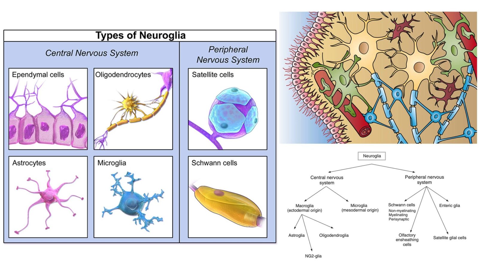 Functions of the Neuroglia - Rajus biology
